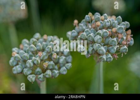 Giant garrlic seedheads Stock Photo - Alamy