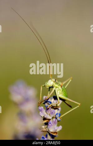 Saddle-backed bush-cricket, Ephippiger diurnus Stock Photo - Alamy