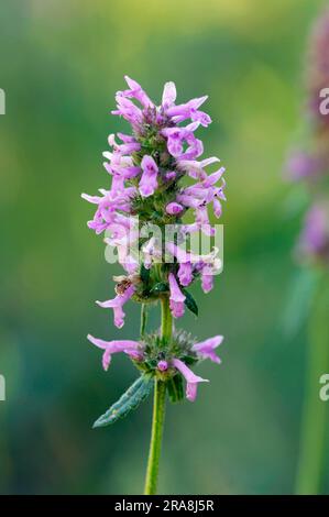 Medicinal plant purple blossom of Betony Stachys officinalis Stock ...