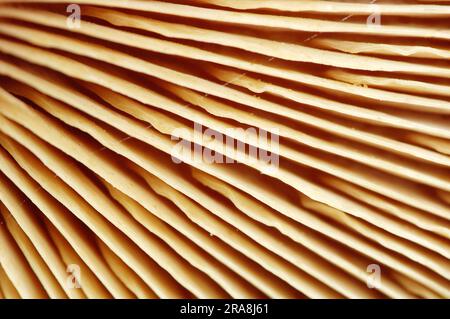 Oakbug Milkcap (Lactarius quietus), lamellas, North Rhine-Westphalia ...