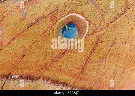 Chinese Oak Tasar Silkmoth (Antheraea pernyi), male on bark Stock Photo ...