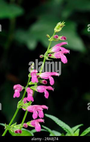 Chiapas Sage (Salvia chiapensis Stock Photo - Alamy