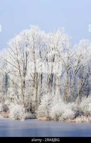 Deciduous Trees With Hoarfrost, North Rhine-Westphalia, Germany, Europe ...