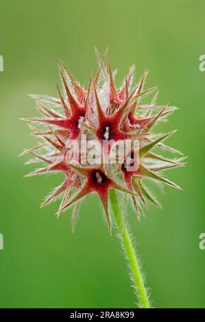 star clover, starry clover (Trifolium stellatum, Trifolium xanthinum ...