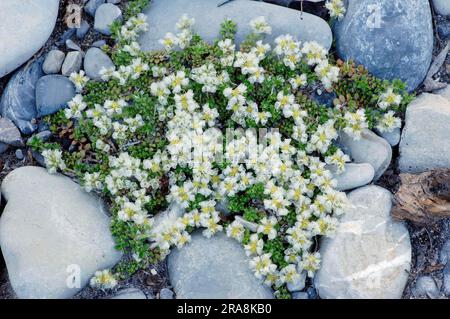 Silvernailwort, Provence, Southern France (Paronychia argentea Stock ...