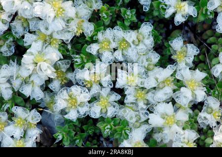 Silvernailwort, Provence, Southern France (Paronychia argentea Stock ...