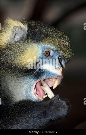 Moustached Guenon or Moustached Monkey (Cercopithecus cephus), portrait ...
