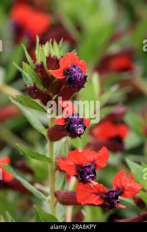 Bat-faced Cuphea 'Tiny Mice' (Cuphea llavea), Bat-faced Cuphea Stock ...