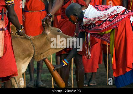 Maasai warriors bleeding a cow to extract the blood, Masai Mara, Kenya ...