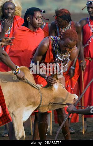 Maasai warriors bleeding a cow to extract the blood, Masai Mara, Kenya ...
