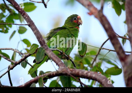 Cuba Amazon, Grand Cayman, Cayman Islands (Amazona leucocephala ...