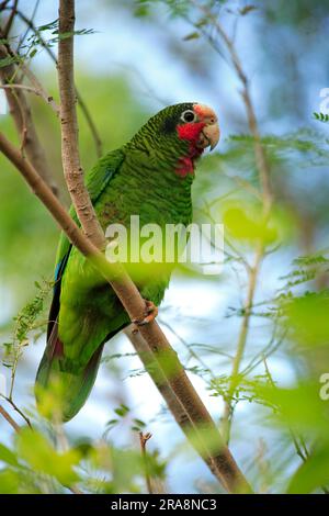 Cuba Amazon, Grand Cayman, Cayman Islands (Amazona leucocephala ...
