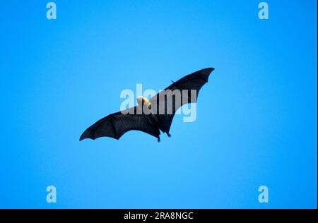 Madagacar Fruit Bat (Pteropus rufus), Madagascar Stock Photo - Alamy