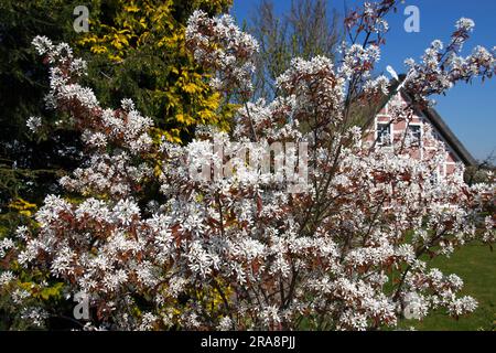 Canadian rock pear (Amelanchier canadensis), snowy mespilus ...