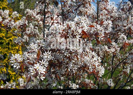 Canadian rock pear (Amelanchier canadensis), snowy mespilus ...