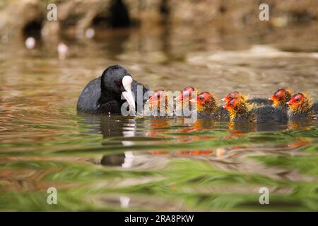 Germany, Bavaria, Eurasian Coot chick Stock Photo - Alamy