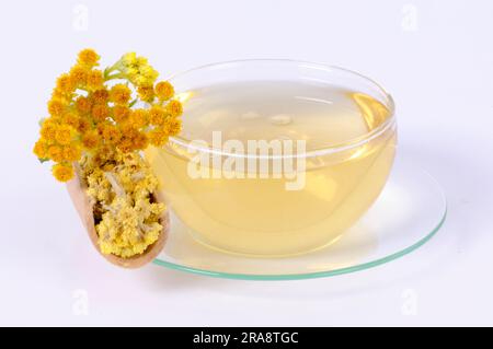 Cup of cat's-foot tea, Cat's-foot tea, Common cat's-foot (Antennaria ...