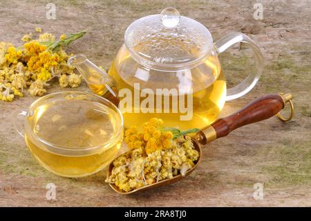 Cup of cat's-foot tea, Cat's-foot tea, Common cat's-foot (Antennaria ...
