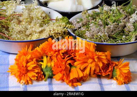 Meadowsweet ointment, marigold ointment and yarrow ointment ...