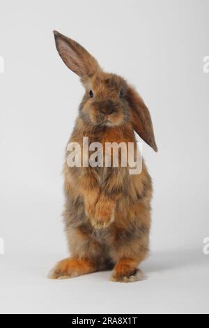 Young satin dwarf rabbit, Japanese, 8 weeks Stock Photo - Alamy