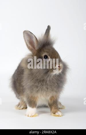 Lion's mane dwarf rabbit, perlfee, kitten, 12 weeks, lion's head rabbit ...