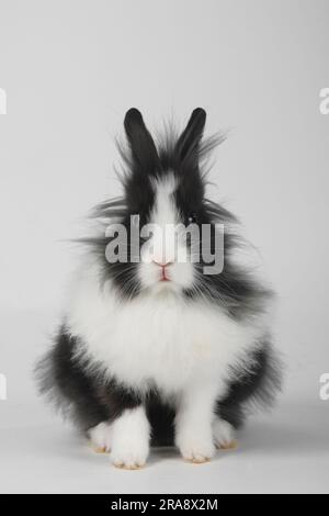 Lion-maned dwarf rabbit, kitten, 12 weeks, lion-headed rabbit, domestic ...