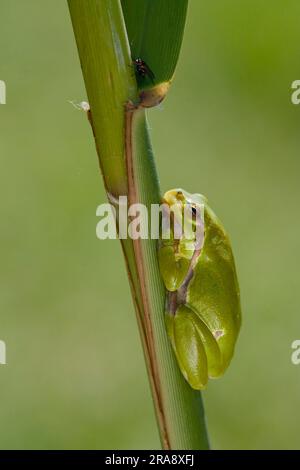Common Tree Frog, Greece (Hyla arborea), side Stock Photo - Alamy