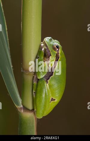 Common Tree Frog, Greece (Hyla arborea), side Stock Photo - Alamy