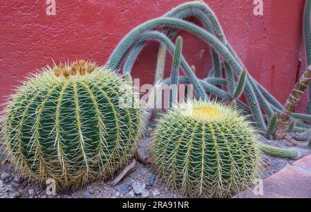 Wooden door and lots of cacti in front. Typical intense colors in the ...