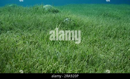 Seabed covered with green seagrass. Moving forward over seagrass meadow ...