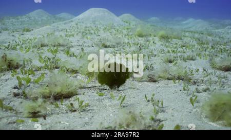Solitary fan green seaweed (Avrainvillea erecta) on sandy bottom in ...
