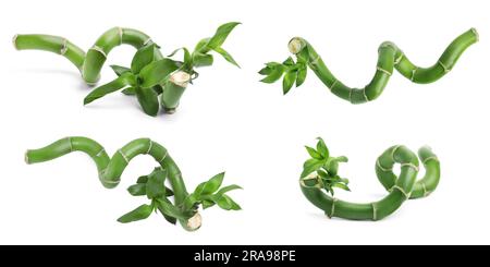Collage of green bamboo stems with leaves on white background Stock ...