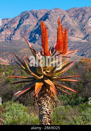 Cape Aloe, Aloe ferox, plant, Karoo Desert Botanic Garden, Worcester ...