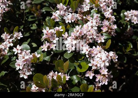 Rhaphiolepis is a genus of about fifteen species of evergreen shrubs ...