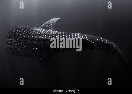 Giant Whale Shark with spot patterns in blue ocean Stock Photo - Alamy