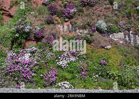 Wildflowers growing on the cliff-face beside the main railway line at ...