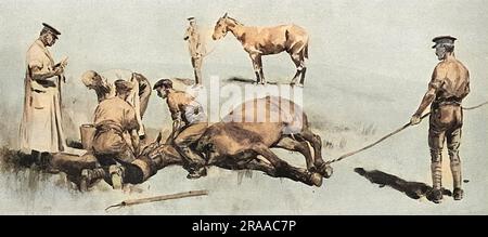 Horse having operation under chloroform, WW1 Stock Photo - Alamy