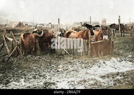 Animals at an active British service stable on the Western Front during ...