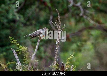 African Cuckoo (Cuculus gularis) with caterpillar prey in Kruger ...