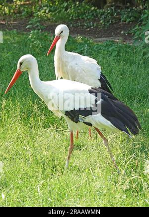 Two adult Black Storks (Ciconia nigra) in flight with very early ...