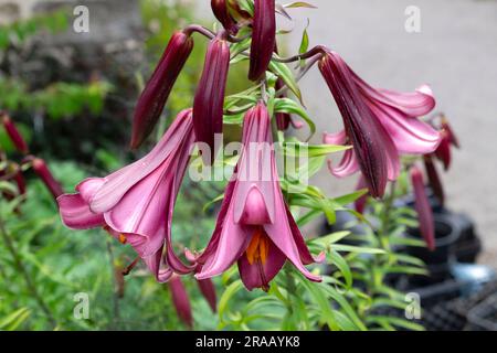 Lilium Mapira Asiatic Lily deep purple maroon burgundy lillies in bloom ...