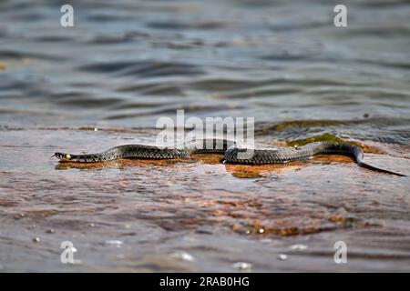 Grass snake basking in the rock crevise Stock Photo - Alamy
