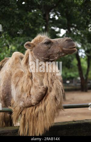 Camel, Old Camel, Camel Close up, Camelus, 4k portrait photograph Stock ...