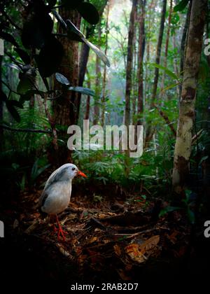 Kagu or Cagou, kavu or kagou - Rhynochetos jubatus crested long-legged ...