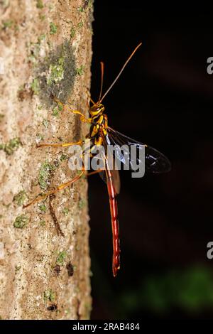 Black Giant Ichneumonid Wasp (Megarhyssa atrata) Insecta Stock Photo ...