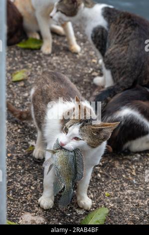 Stray cats hunting for fish at Ganga Talao Temple, Grand Bassin, Black ...