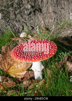 Mushroom (fly-agaric, amanita) under yellow autumnal leaf. Autumn mood ...