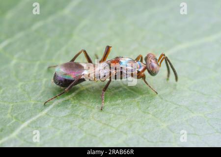Eupelmid Wasp (Anastatus sp.) - Female Stock Photo - Alamy
