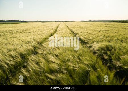 Beautiful barleyfield during sunset in summer Stock Photo - Alamy