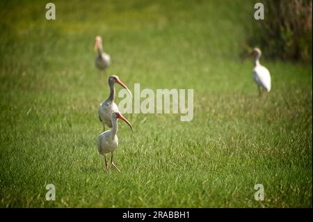 UNITED STATES - June 2023: Ibis spend time catching bugs in the ...
